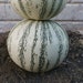 Silver Edge heirloom/c.mixta Seeds: Heirloom Squash, Cushaw Pumpkin ...