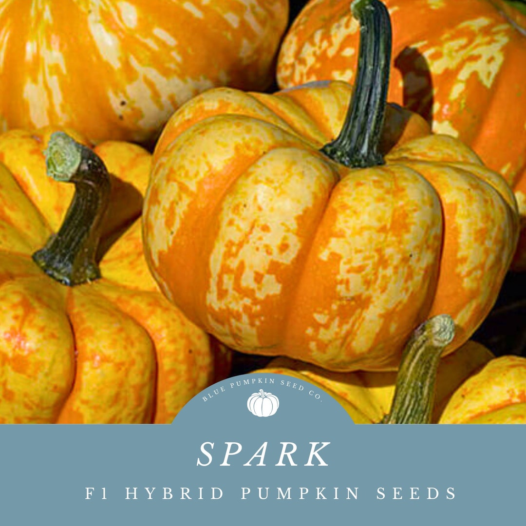Spark F1 Pumpkin Seeds: Grow High Yielding Bright Yellow and Orange ...