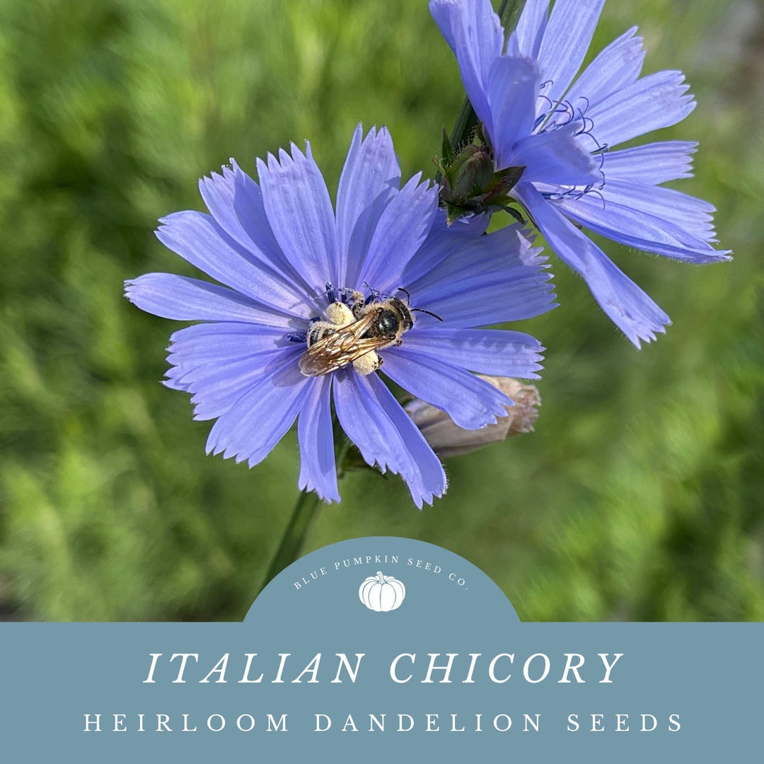 Italian Dandelion Seeds (chicory): Make Herbal Coffee With Chicory ...