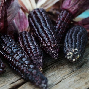 Montana Morado Maize Corn Seeds - Perfect for Homemade Purple Cornbread ...