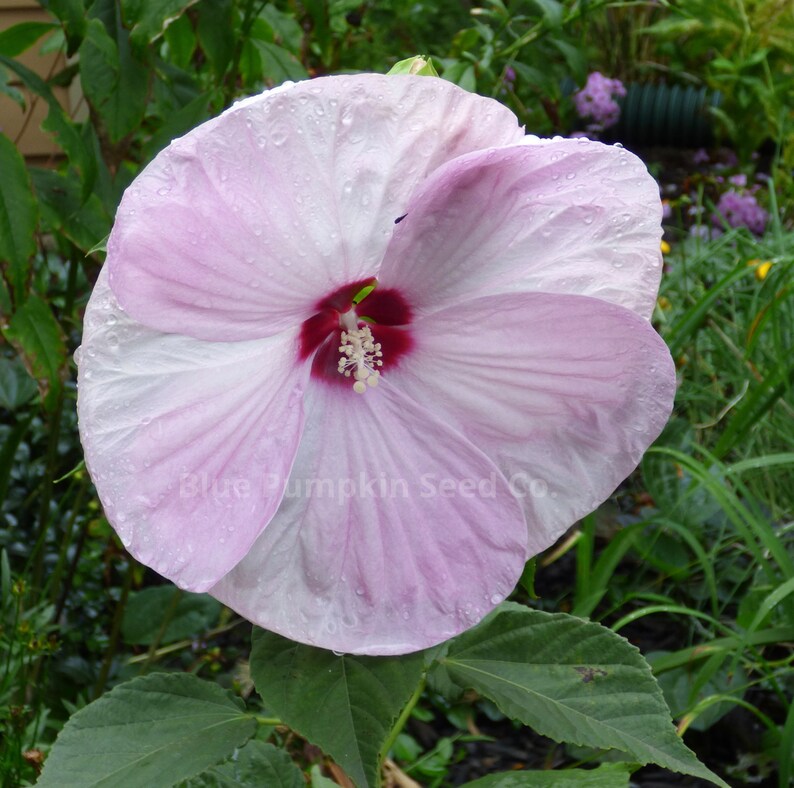 Swamp Rose Mallow perennial: Swamp Rose Swamp Mallow - Etsy