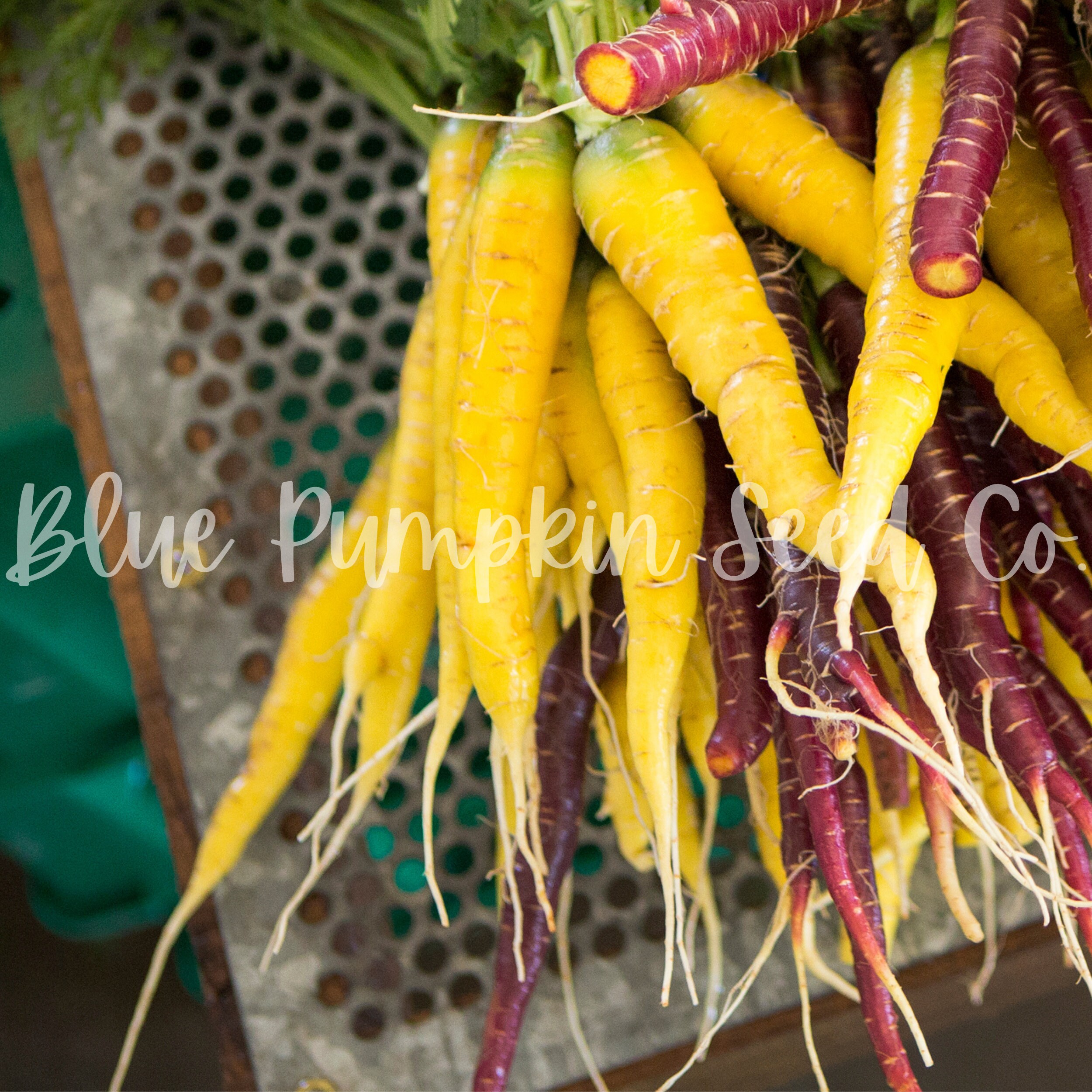 Yellowstone Carrots F1 Hybrid: Yellow Carrots Imperator | Etsy