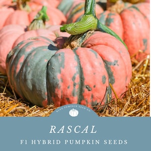 Rascal F1 Pumpkin Seeds: - Grow Stunning Coral and Slate Blue Colored ...