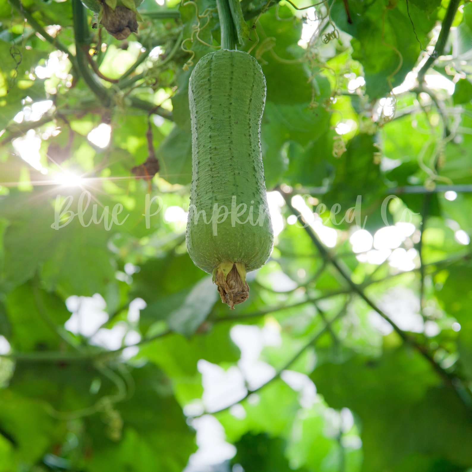 Smooth Luffa Gourd: Dishcloth Gourd Sponge Gourd Dish Cloth - Etsy