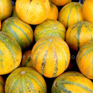 Haogen Melon (organic/heirloom/op) Seeds: Ha'ogen Melon Seeds, Israeli ...