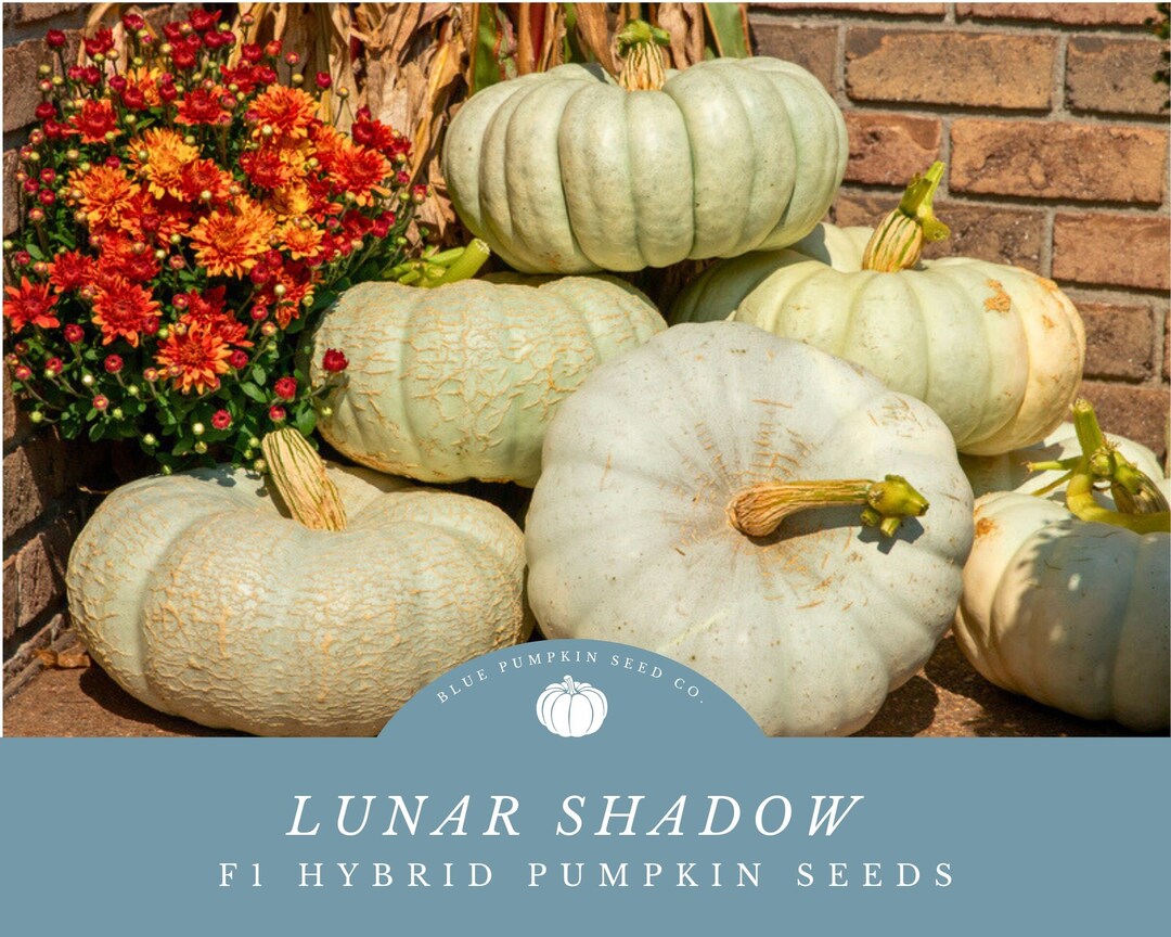 Lunar Shadow F1 Pumpkin Seeds: Grow Captivating Baby Blue Disease ...