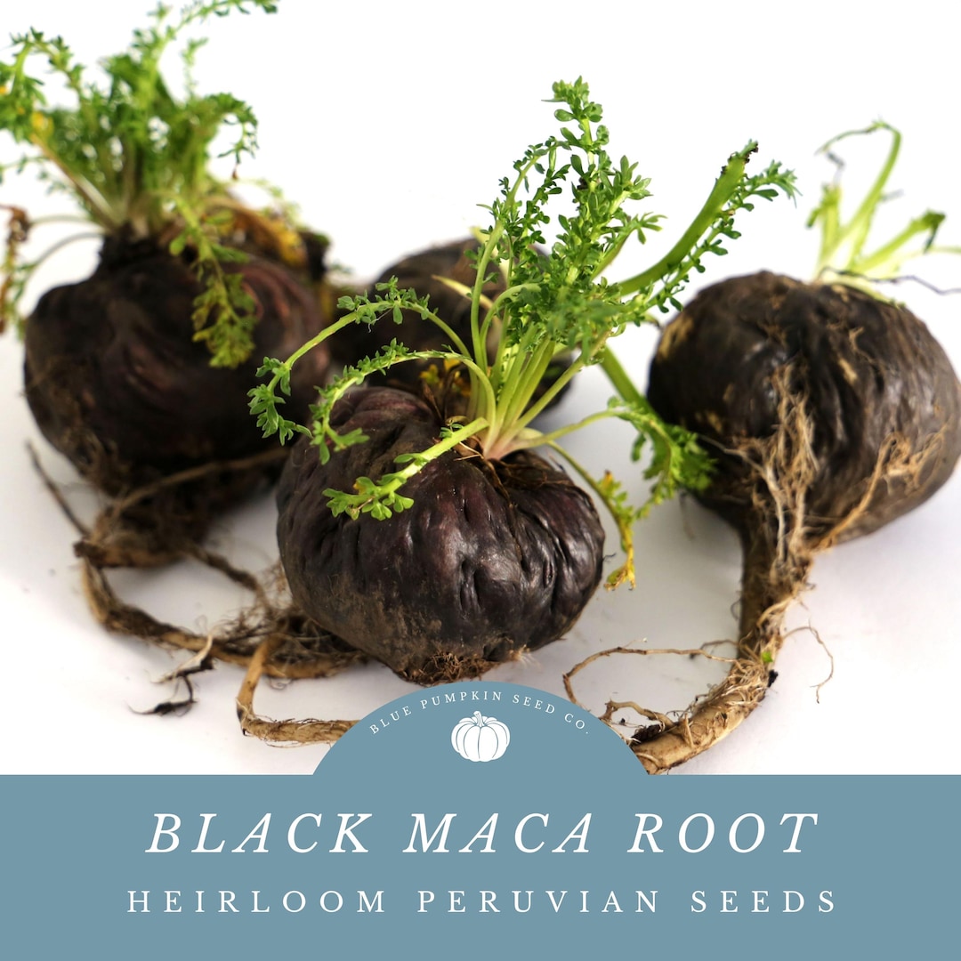 Black Maca Root Seed:grow Your Own Peruvian Maca Root! - A Popular ...