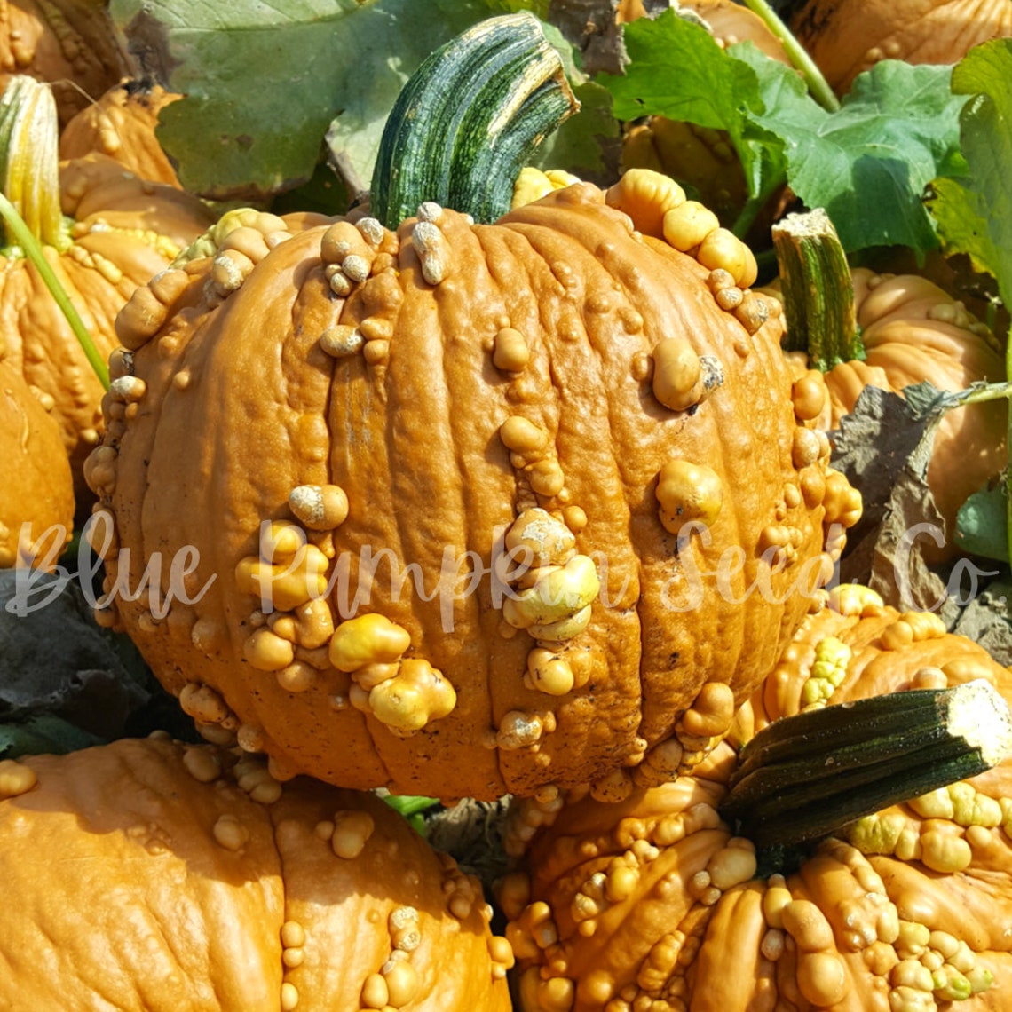 Grizzly Bear F1 Hybrid/c.spp. Seeds: Tan Pumpkin Buff - Etsy