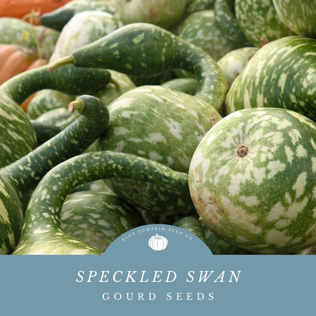 Speckled Swan Gourd Seeds: Green Gourd, Swan Gourd, Green and White ...