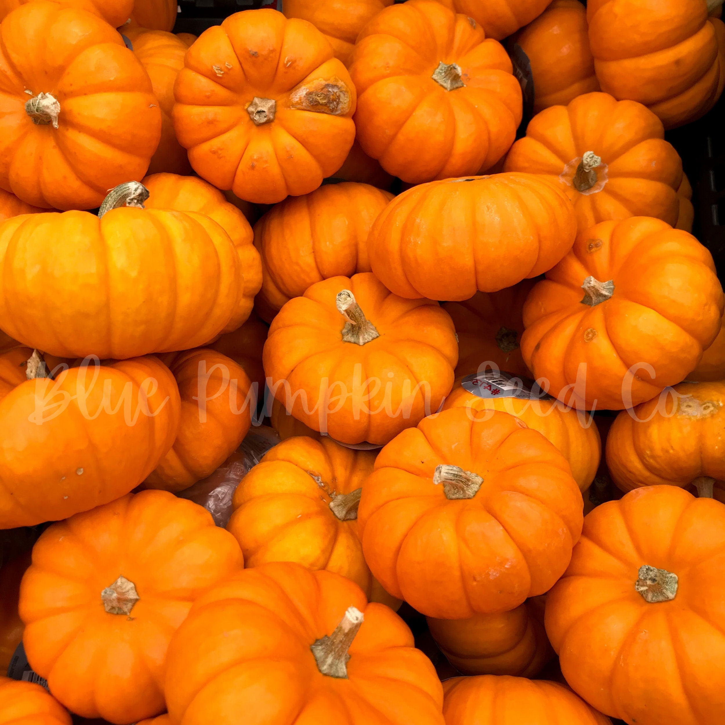 Orangita f1/c.pepo/pm Seeds: Mini Pumpkin Bright Orange | Etsy