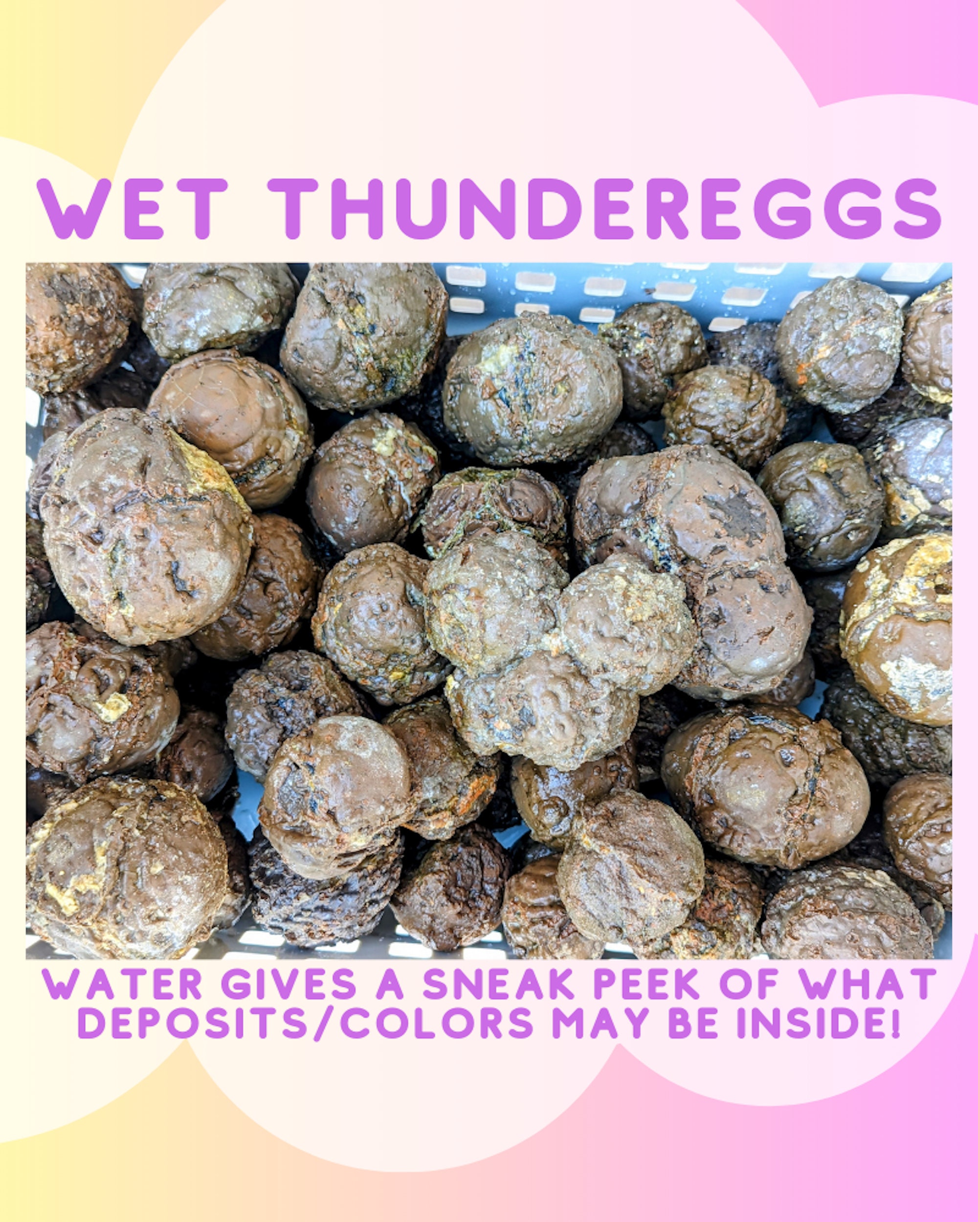 30 POUNDS Oregon Thundereggs, Rough Uncut, Saw Cut Open Slab Your Own ...