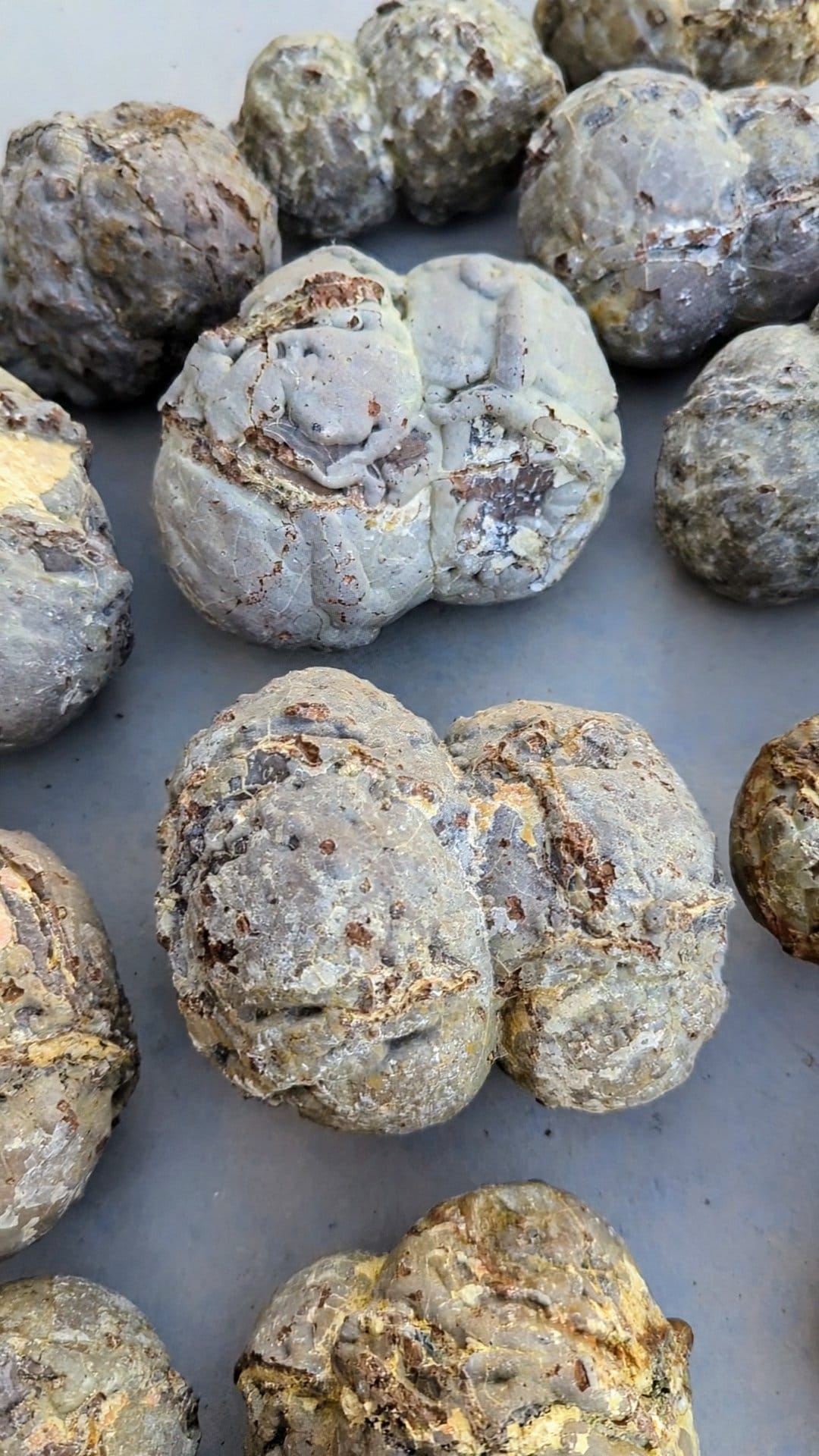 RARE Double Oregon Thundereggs: Rough Agate Lapidary Material - Etsy