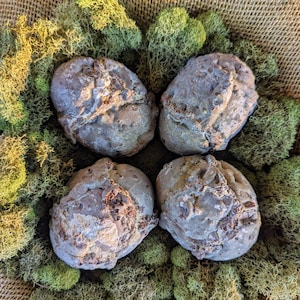 Oregon Thundereggs Unopened Lot by the Pound Saw Cut Break Slab Your ...