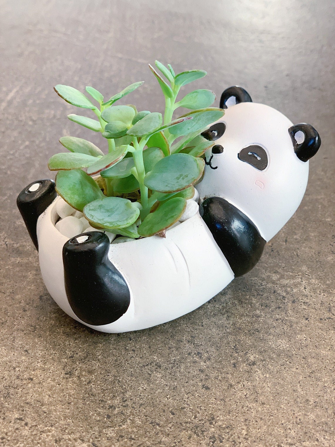 Ceramic Panda Planter With Live Succulent Cute Animal - Etsy