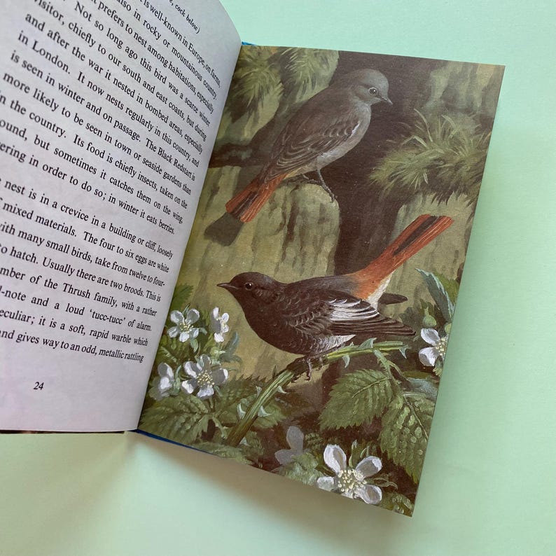 Ladybird Garden Birds - Ladybird Nature Books British Wild Flowers ...