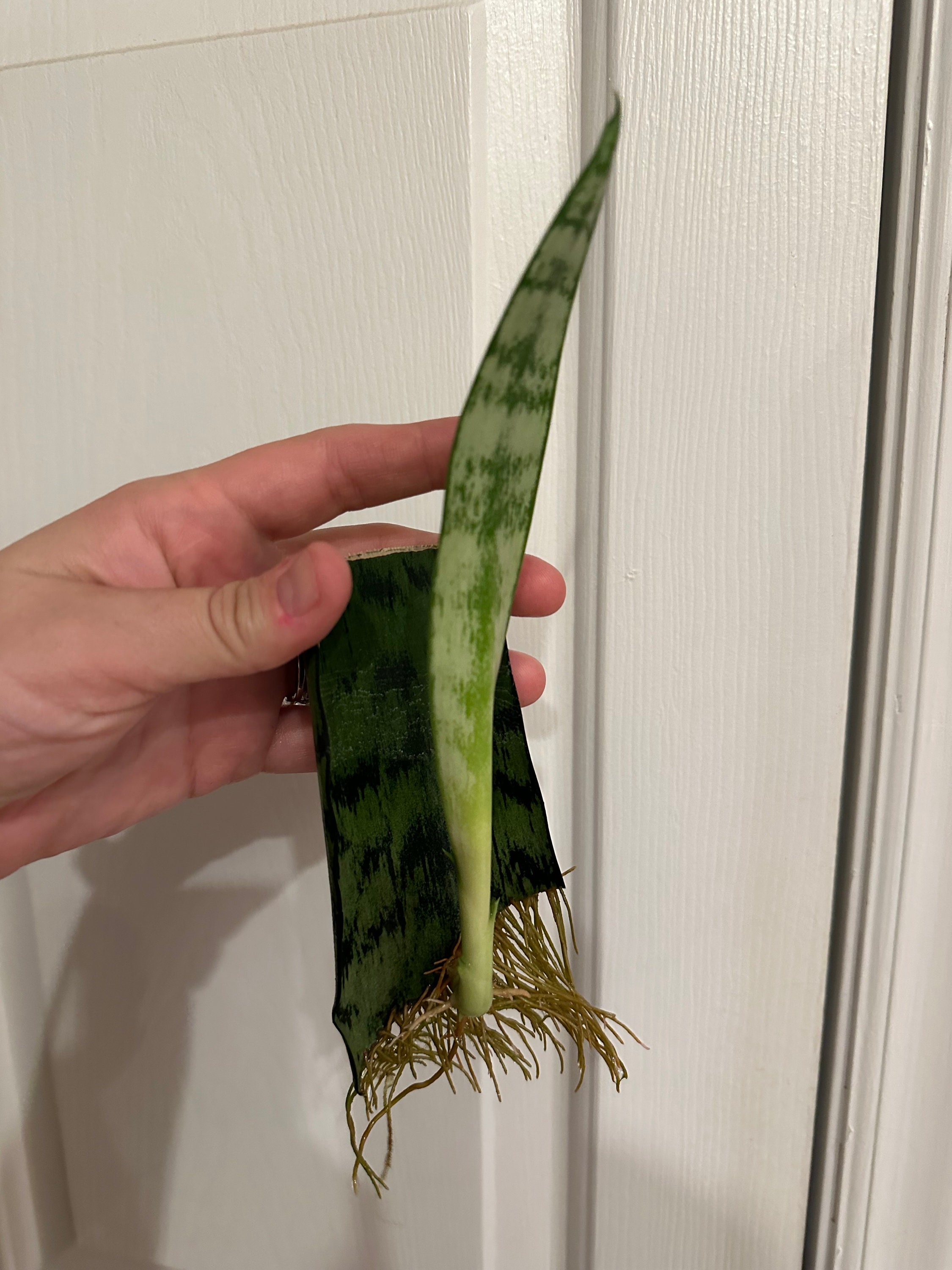 Rooted W/ New Growth Snake Plant Cutting 1 Pack Sansevieria Zeylanica ...