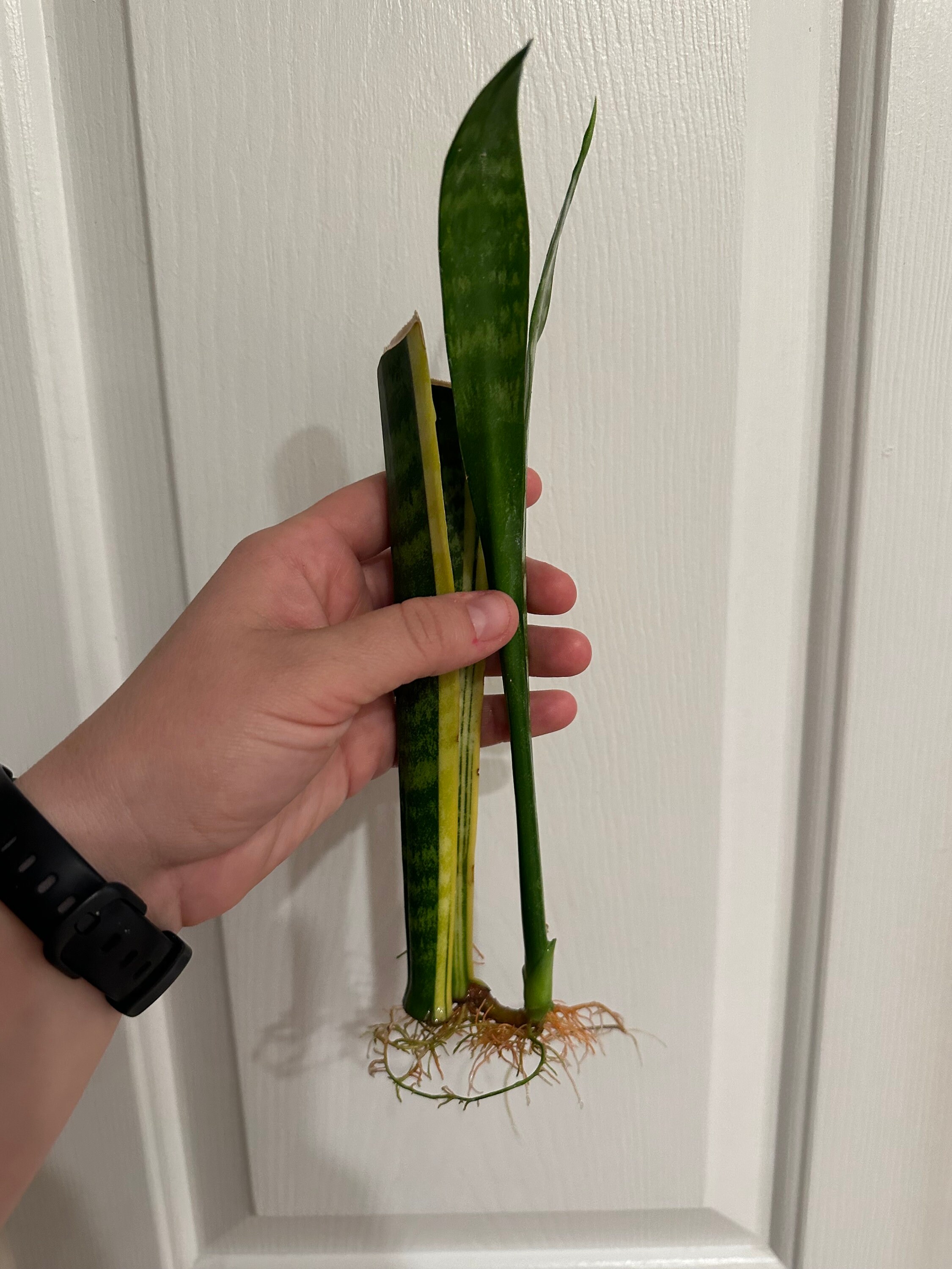 Rooted W/ New Growth Snake Plant Cutting 1 Pack Sansevieria Zeylanica ...