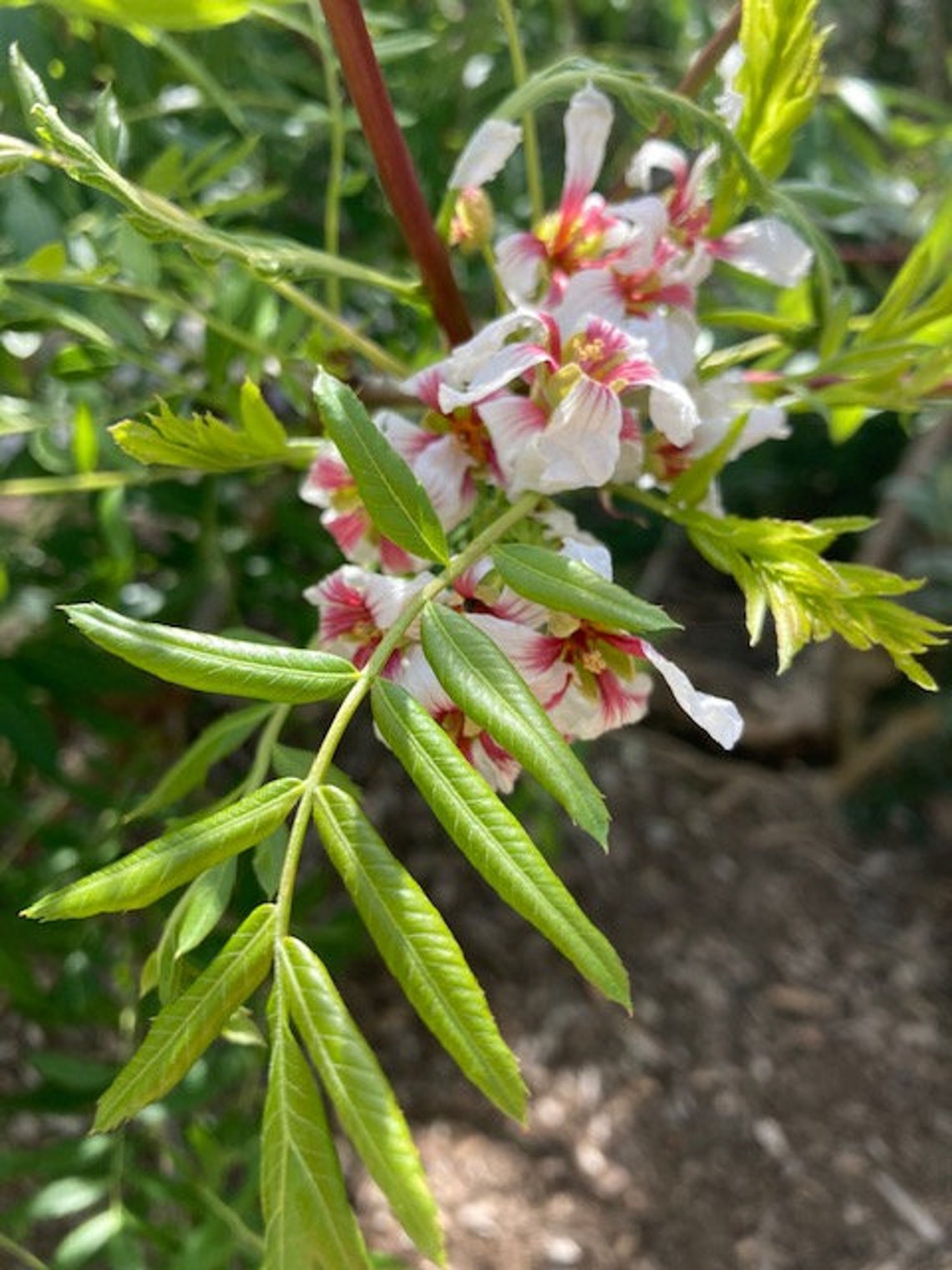 10 RARE EXOTIC YELLOWHORN Tree Seeds | Etsy