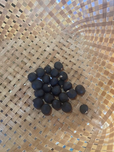 10 RARE EXOTIC YELLOWHORN Tree Seeds | Etsy