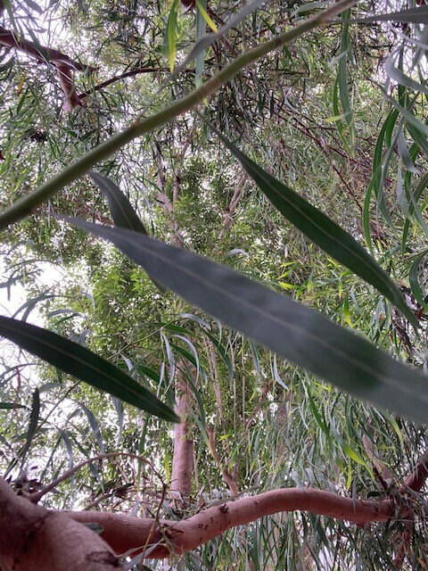 25 GOLDEN WATTLE TREE - Seeds - Etsy