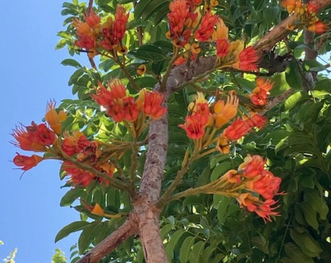 5 - CHESTNUT TREE SEEDS - Moreton Bay - Large Seeds From the ...