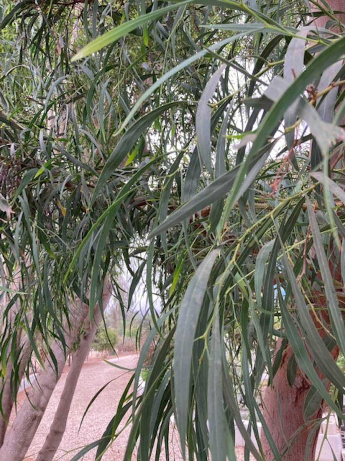 25 GOLDEN WATTLE TREE - Seeds - Etsy