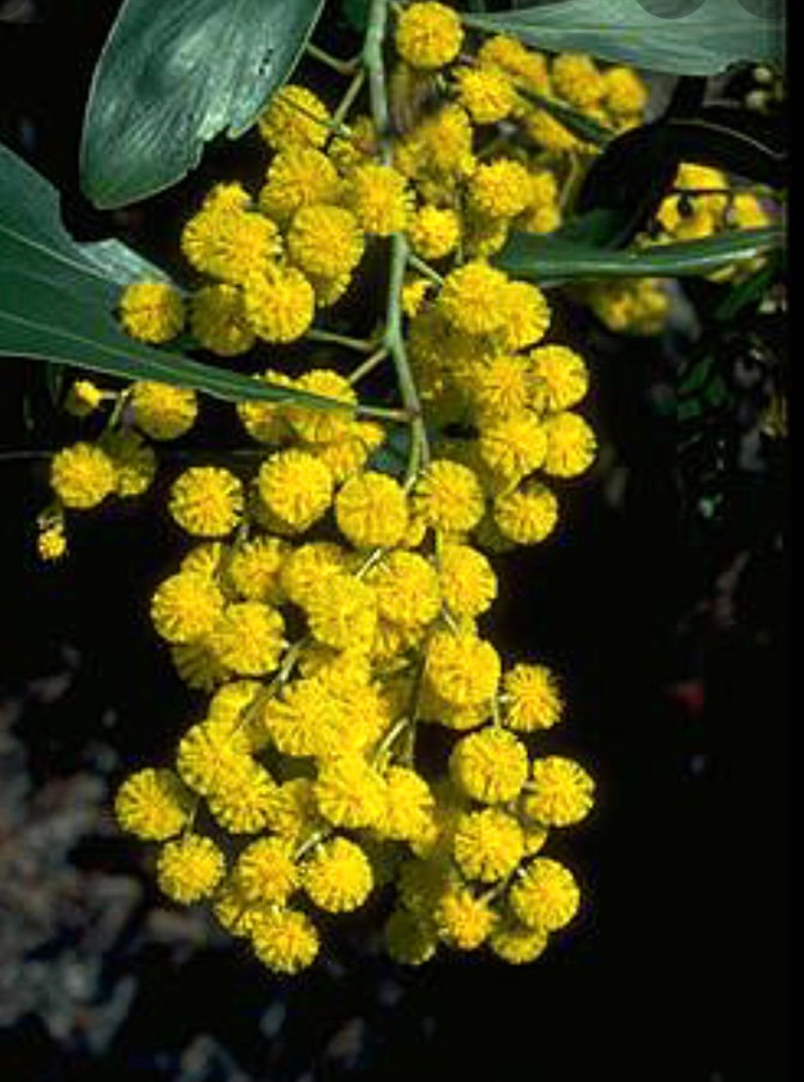 25 GOLDEN WATTLE TREE - Seeds - Etsy