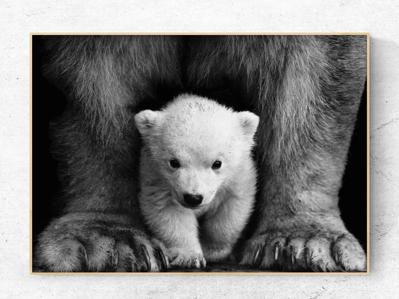 Download Printable Bear Cub Photo Digital Print - Etsy