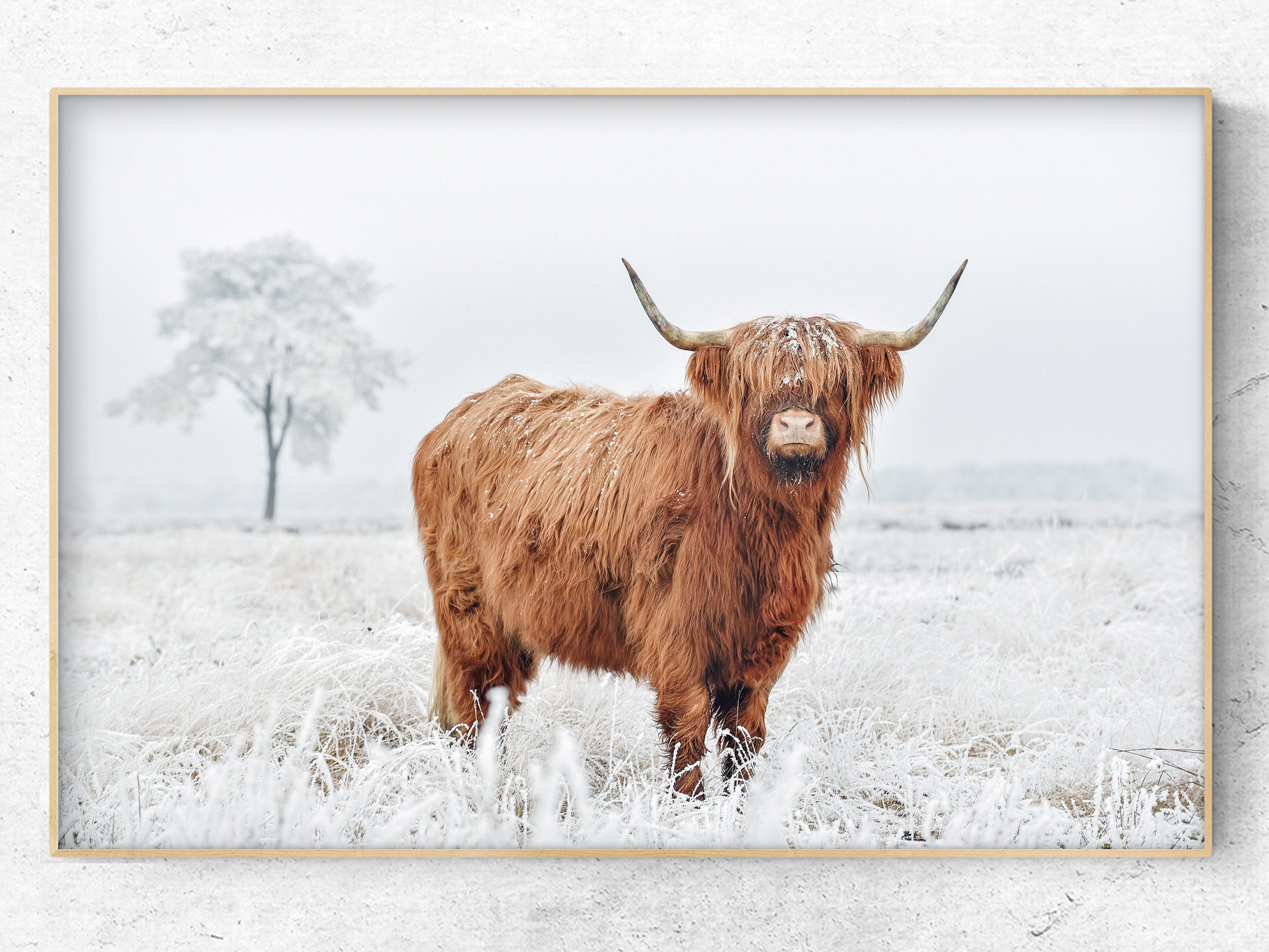 Printable Photo of a Highland Cow in the Snow, Winter Farmhouse Decor ...