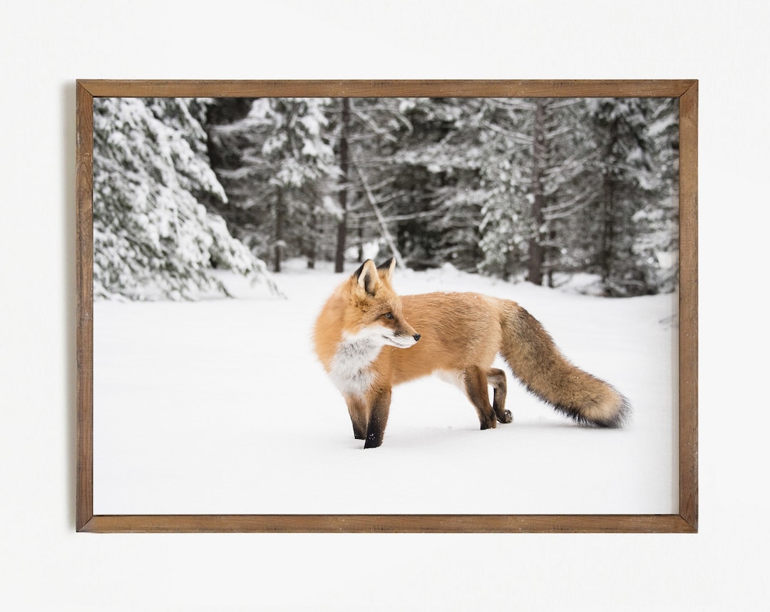 Printable Snow Fox Photo, Winter Forest Print, Rustic Woodlands Winter ...
