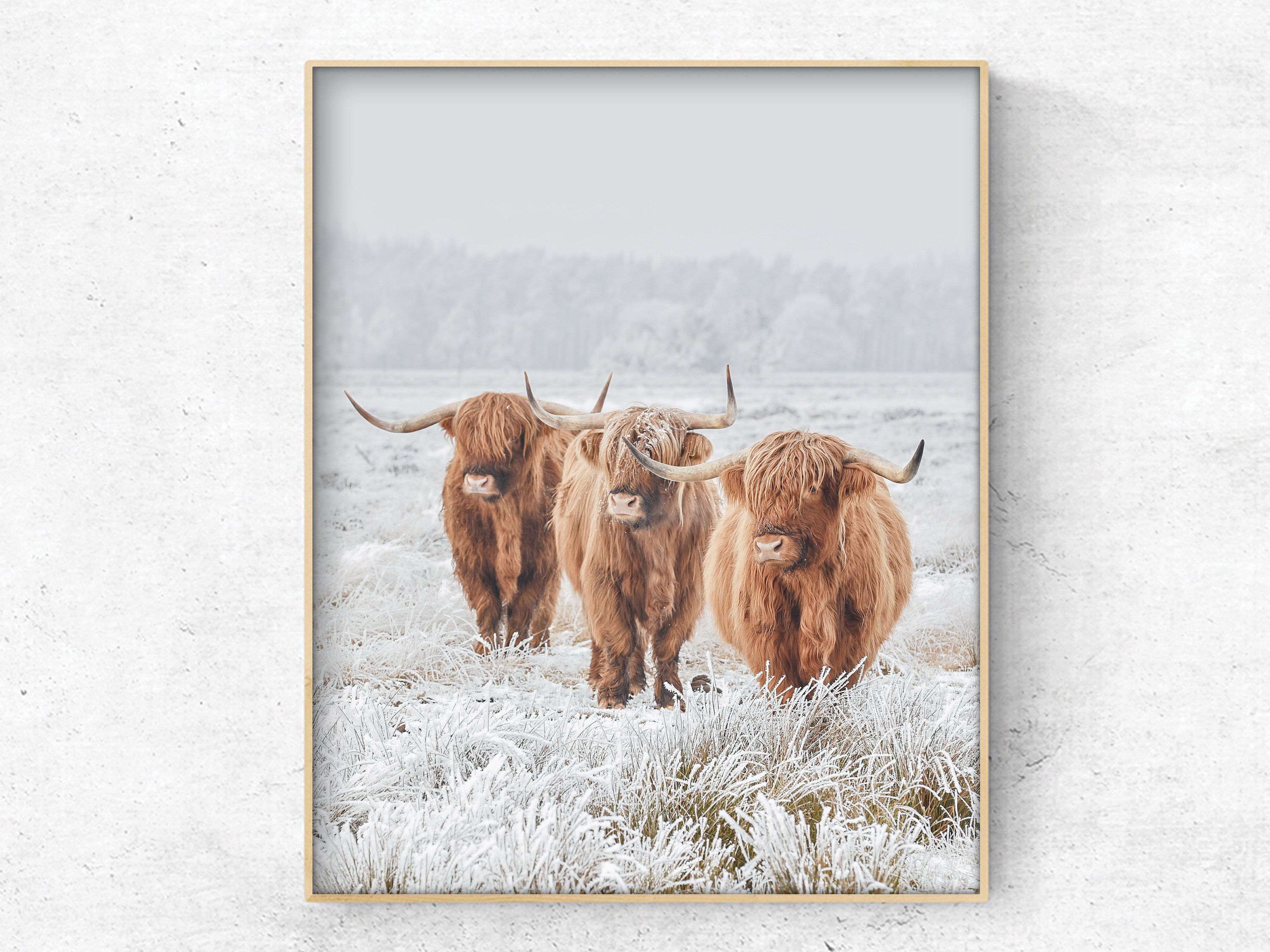 Printable Photo of 3 Highland Cows in the Snow, Winter Farmhouse Decor ...