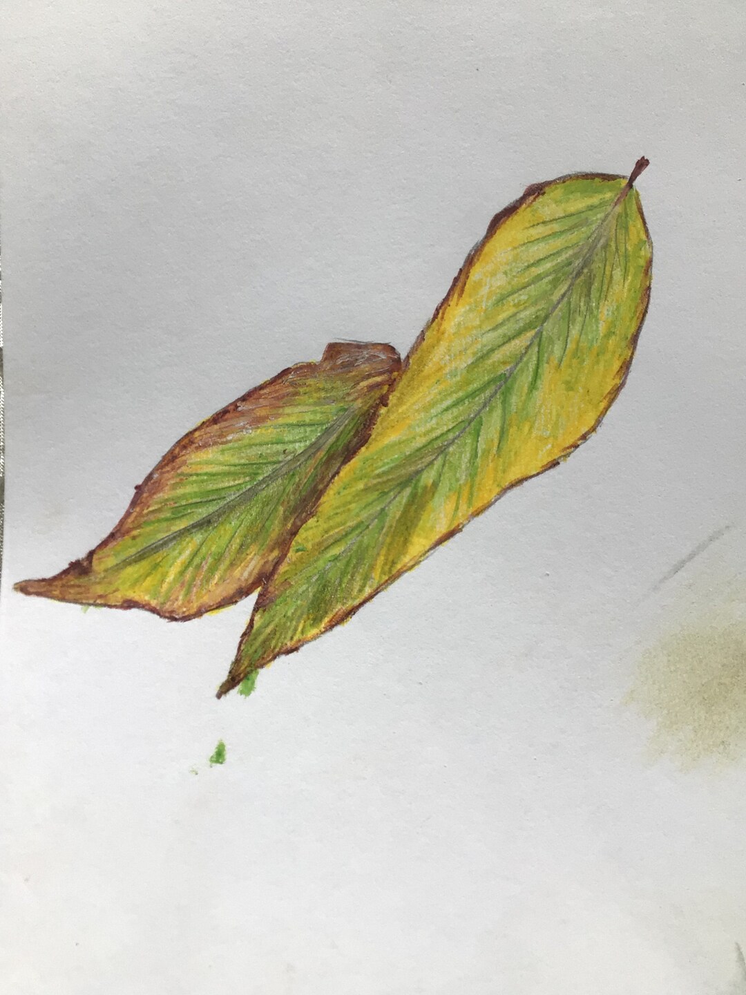 Green Leaf Pencil Simple Line Drawing on Paper Perfect Small Picture ...