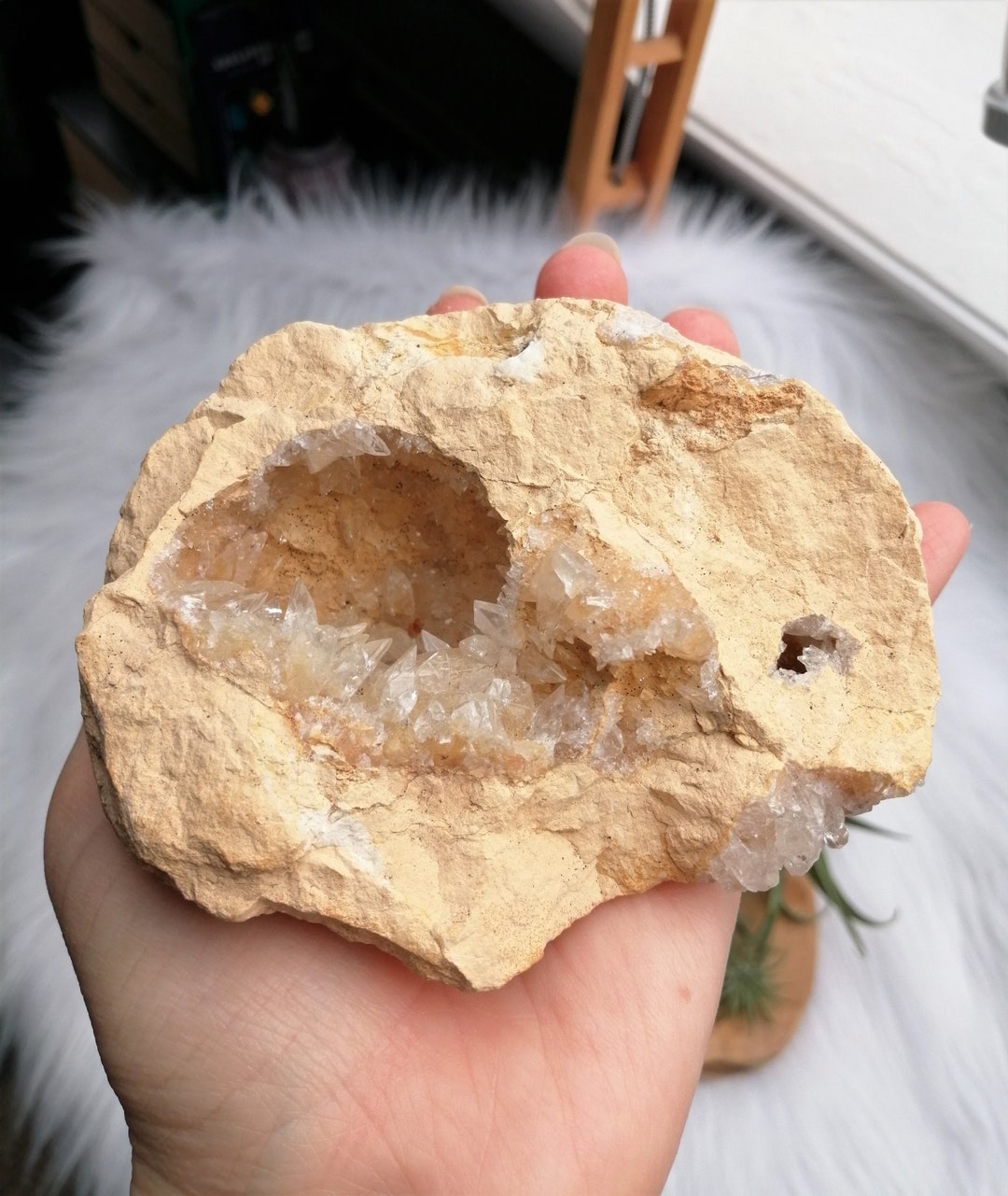 Stellar Beam Calcite/dogtooth Calcite Geode Crystal Cave / Dogtooth ...