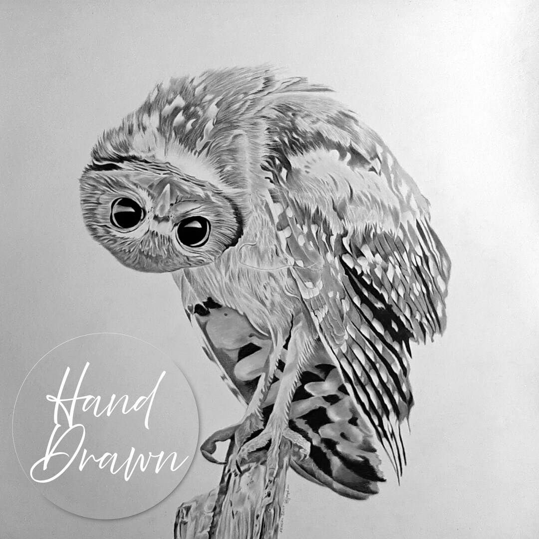 Swooping Bird Pencil Drawing – Handmade Graphite Art – Graceful Freedom ...