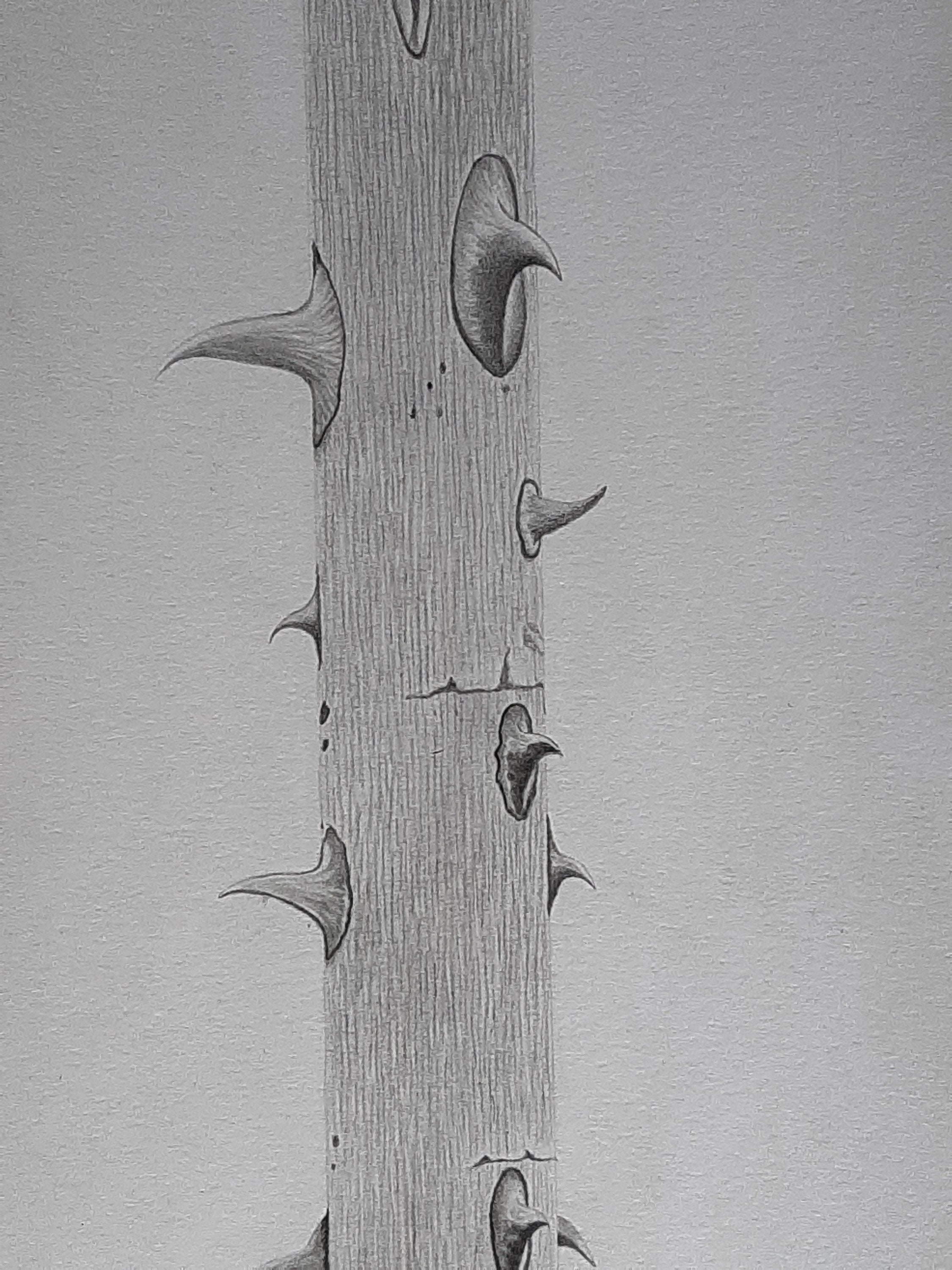 Thorns Original Thorns Drawing Rose Thorns Artwork Rose - Etsy