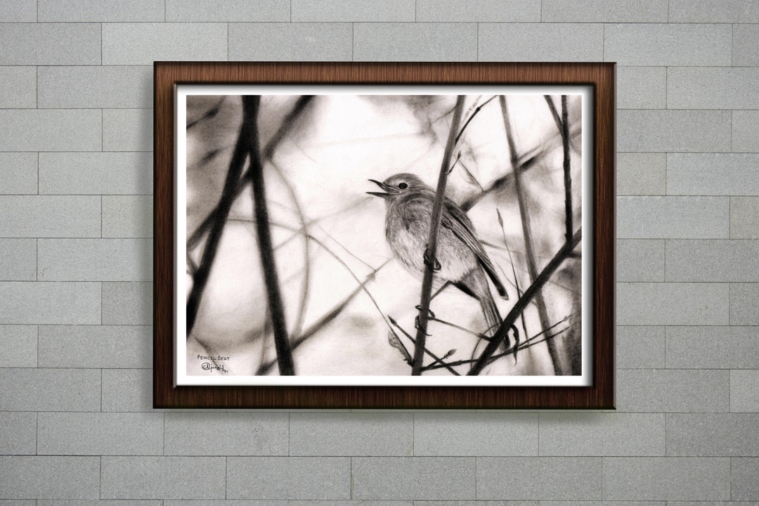 Bird Season/ Robin Song/ Winter Bird/ Charcoal Drawing/ Bird Song ...
