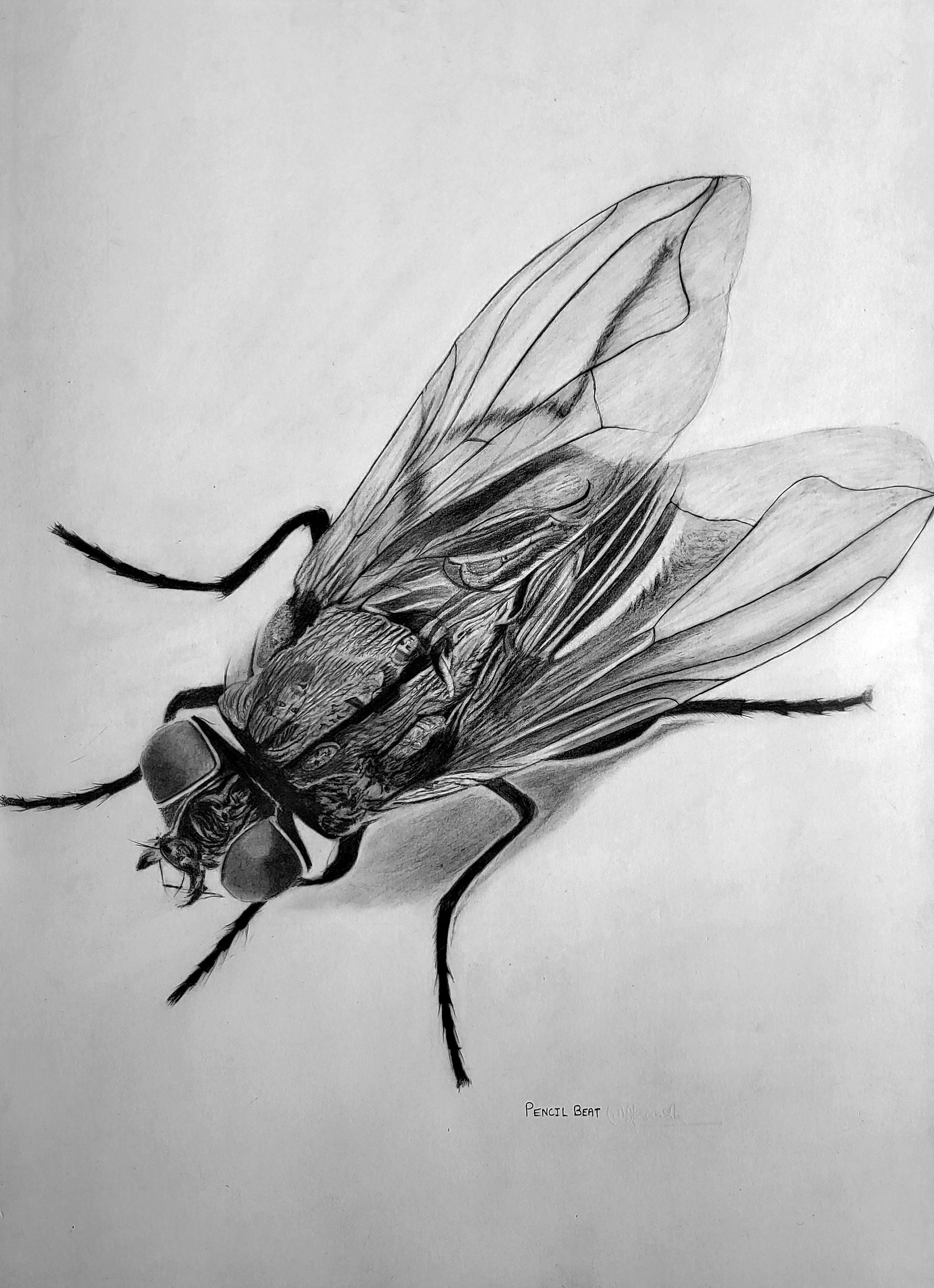 Housefly/ Art of Zoo/ Blow Fly/ Original Pencil Drawing/ Miniature Art ...