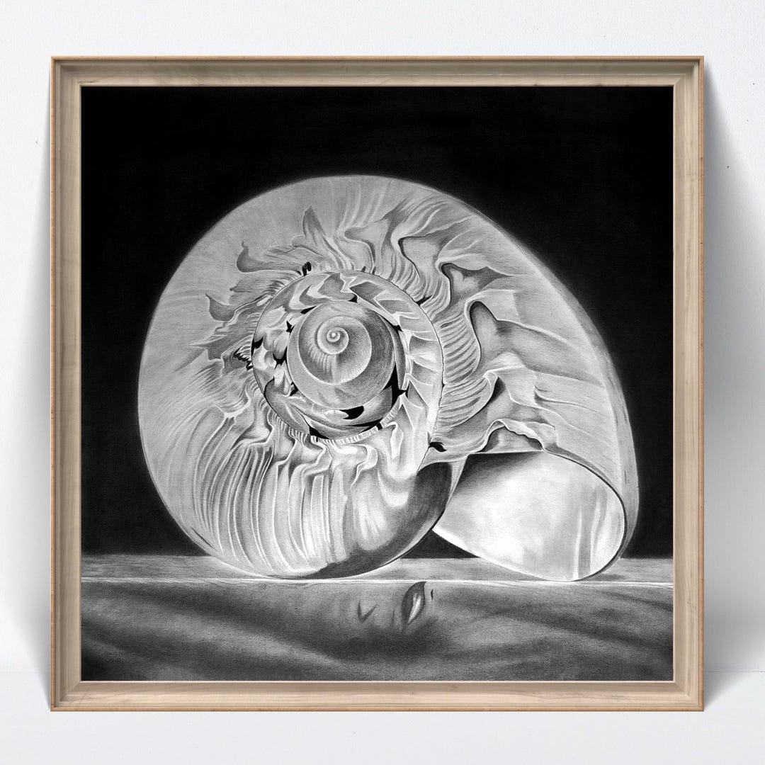 Seashell Pencil Illustration Handmade Ocean Inspired Wall Art Marine ...