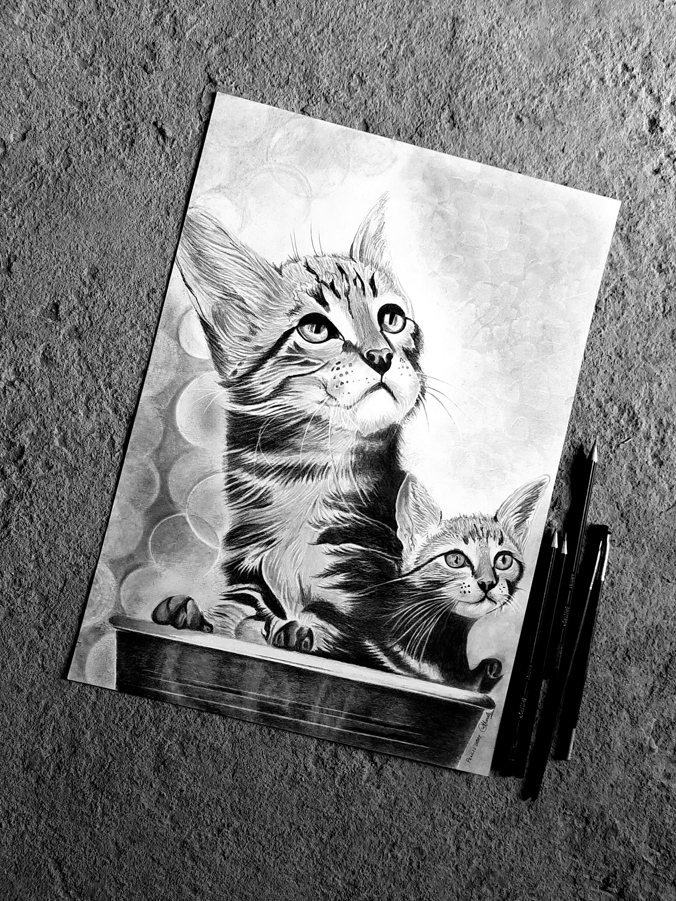 Original Cat & Kitten Art Cats Drawing Tabby Cats Original - Etsy
