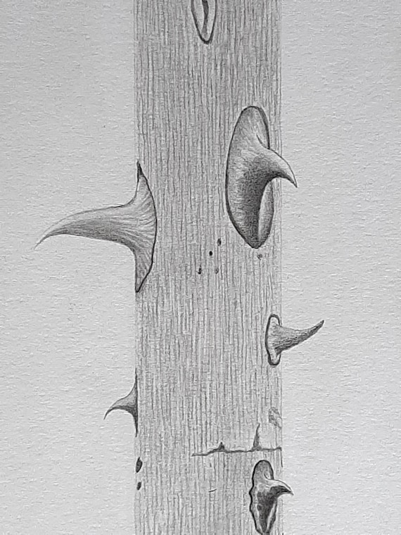 Rose Plant With Thorns Drawing