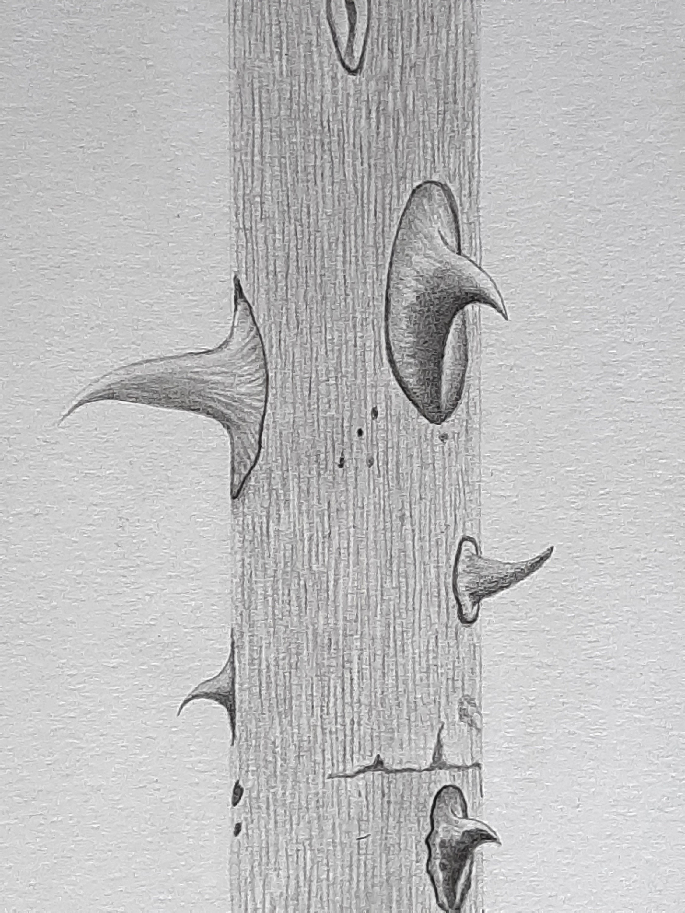 Thorns Original Thorns Drawing Rose Thorns Artwork Rose Etsy