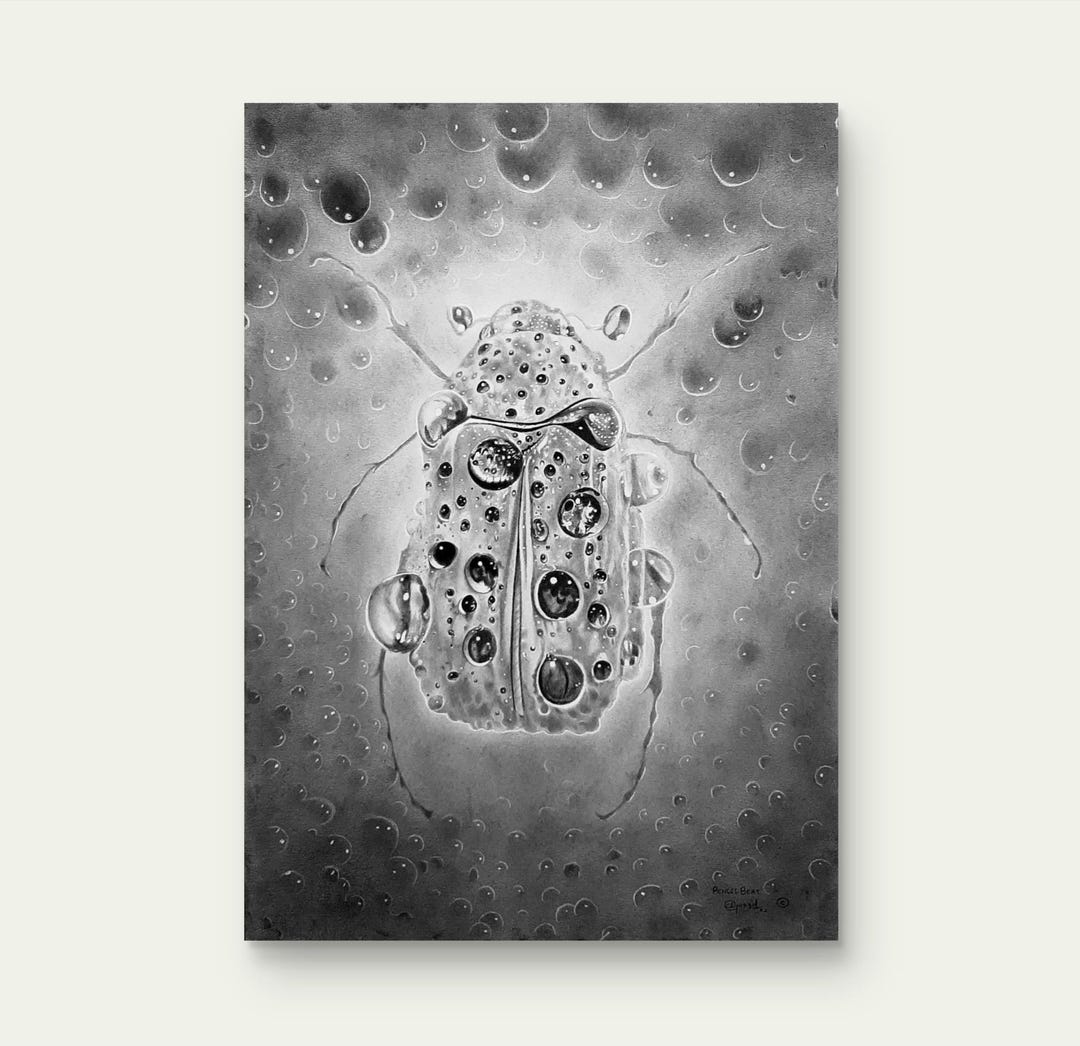 Lady Bug Pencil Drawing Handmade Insect Sketch Realistic Black and ...