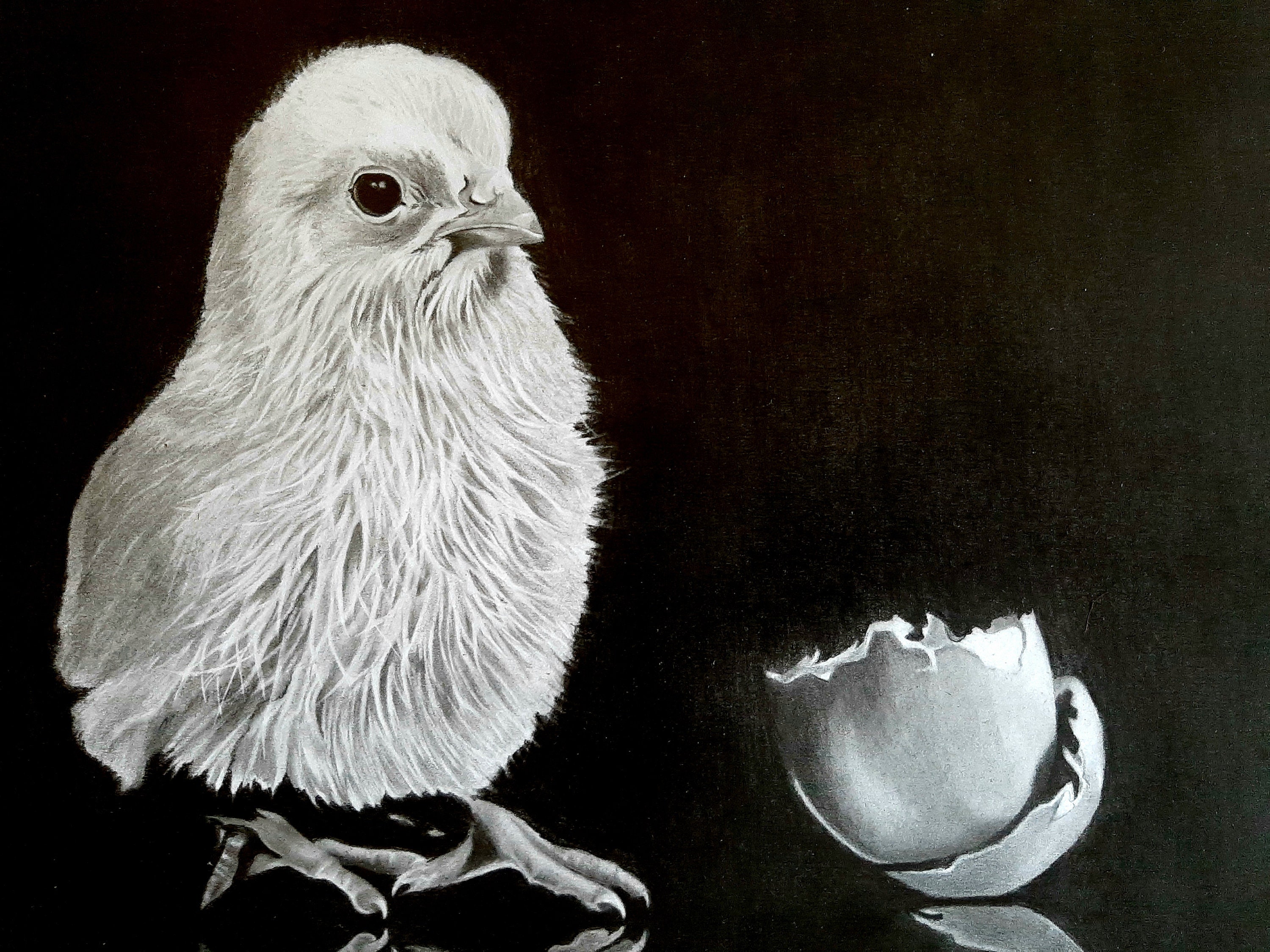 How To Draw A Realistic Chicken