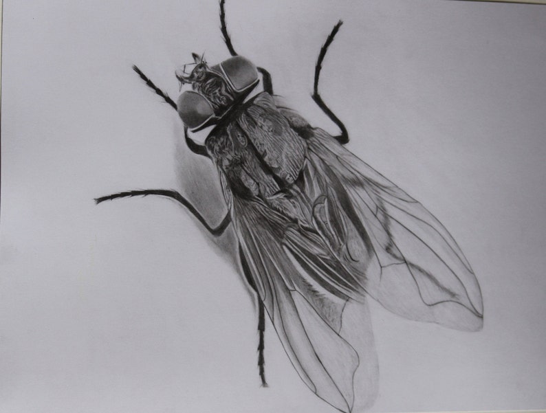 Original Pencil Drawing, Fly Painting, Miniature Art, Blow Fly ...
