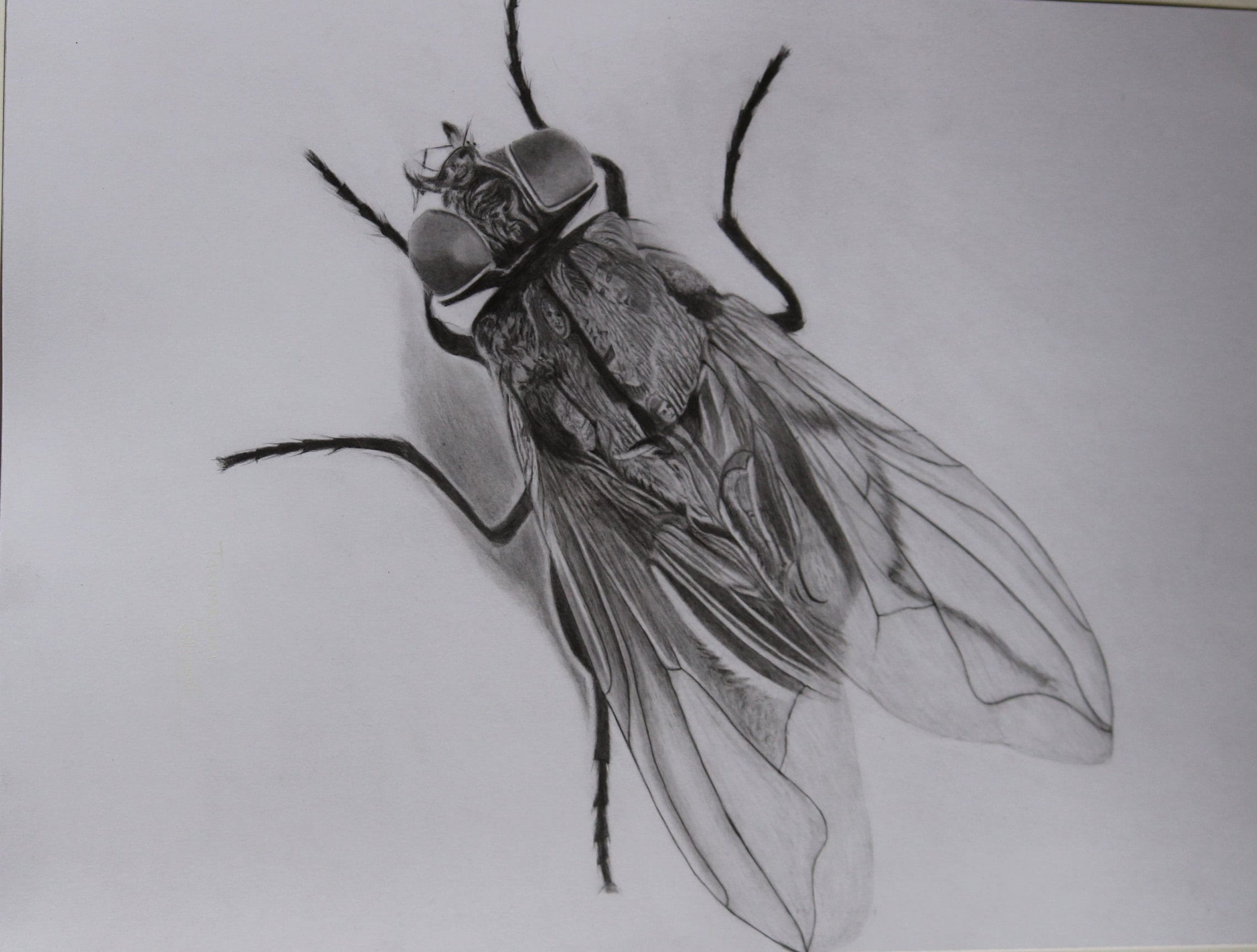 Original Pencil Drawing, Fly Painting, Miniature Art, Blow Fly ...