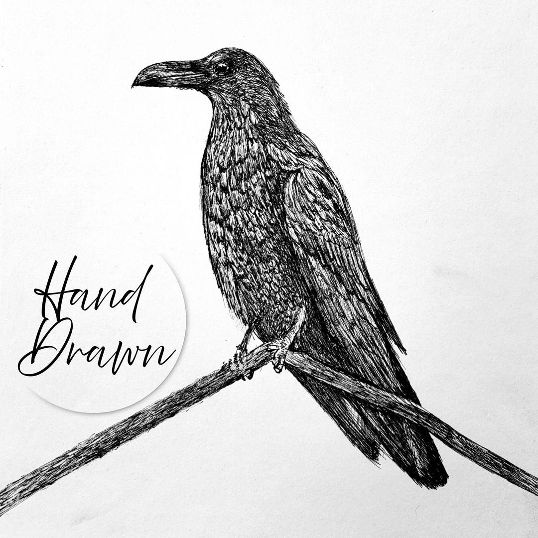 Original Australian Raven Ink Drawing, Handmade Bird Art Illustration ...