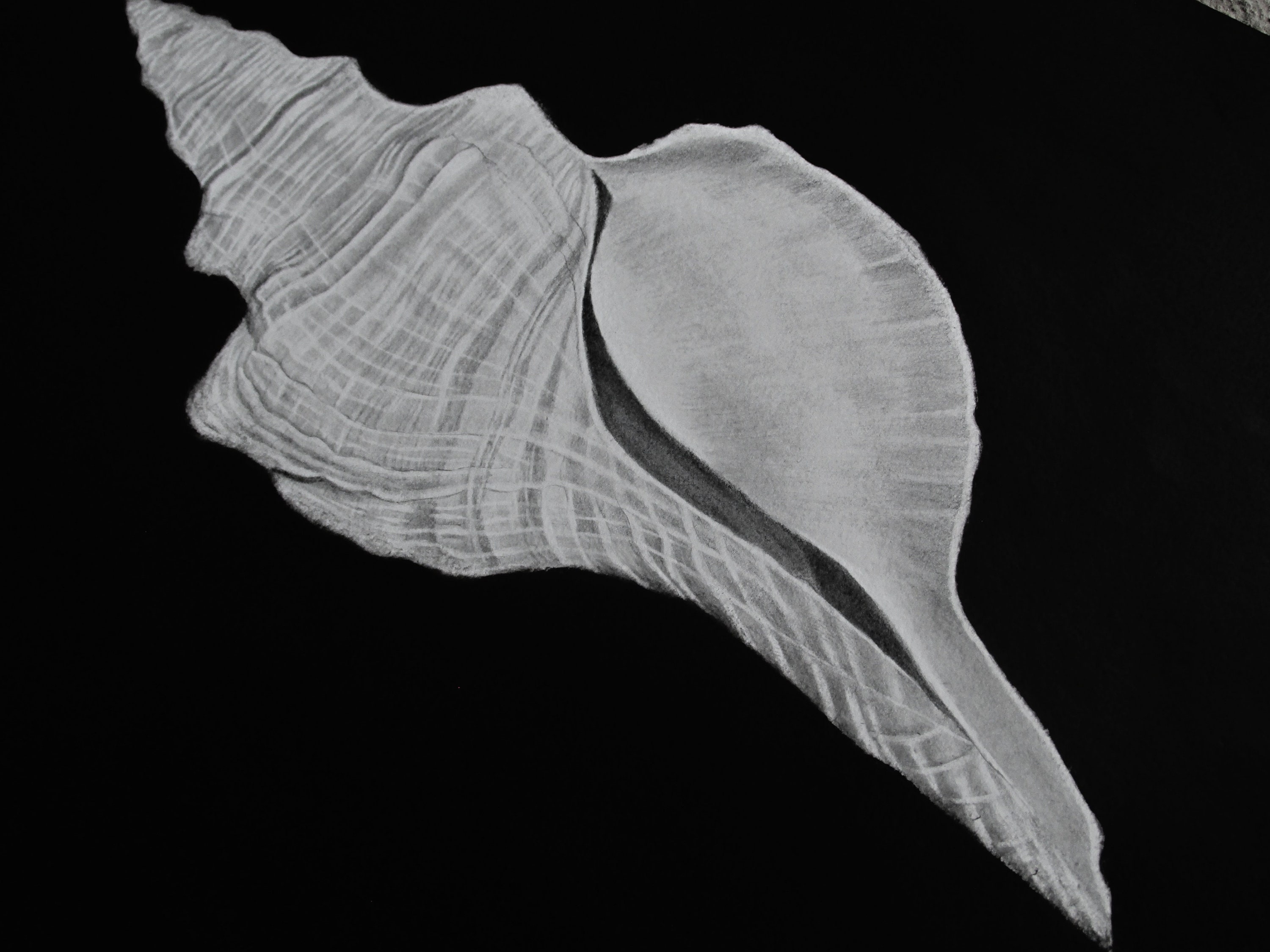 Natural Panoramic Horse Conch Drawing Sea Shell Beach Painting - Etsy