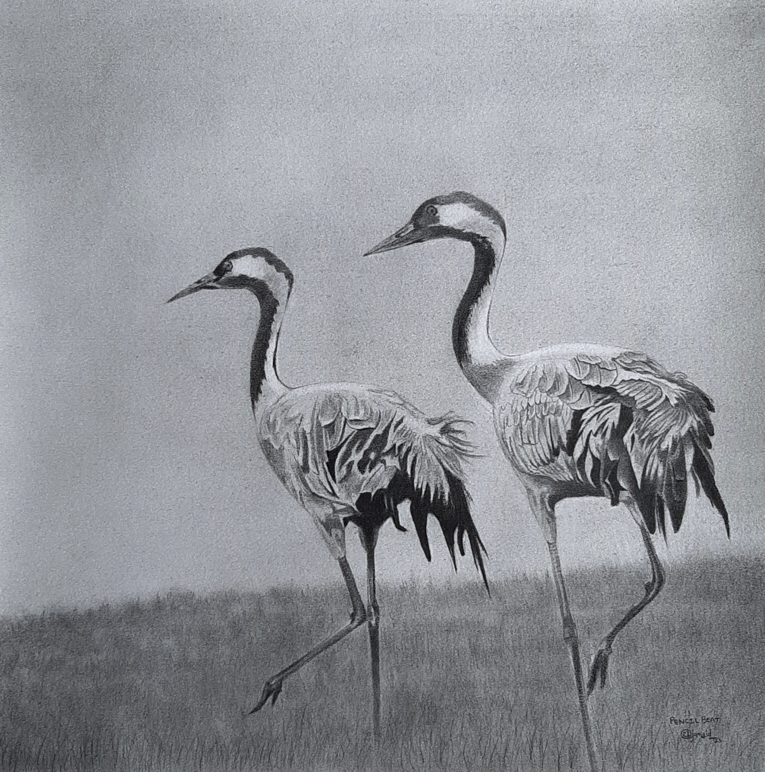 Crane Bird Drawing