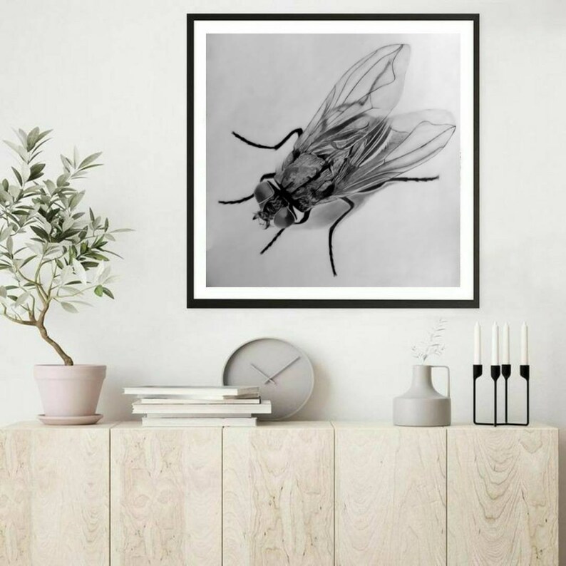 Original Pencil Drawing, Fly Painting, Miniature Art, Blow Fly ...