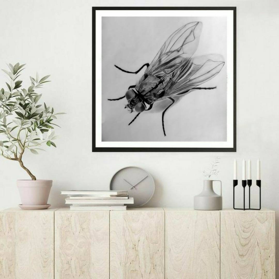 Original Pencil Drawing, Fly Painting, Miniature Art, Blow Fly ...